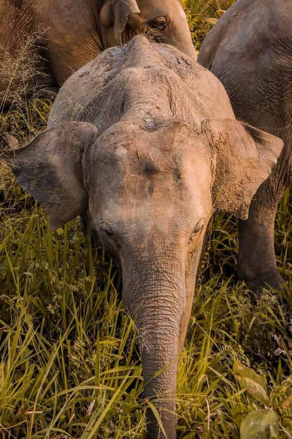 Wild elephants back stock image. Image of lanka, wildlife - 114473593