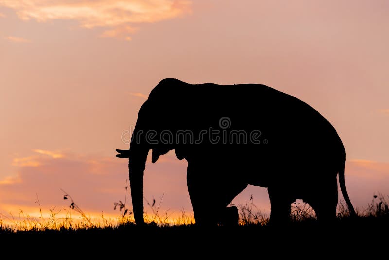 Wild Elephants on Grassland Stock Photo - Image of elephant, sunset ...