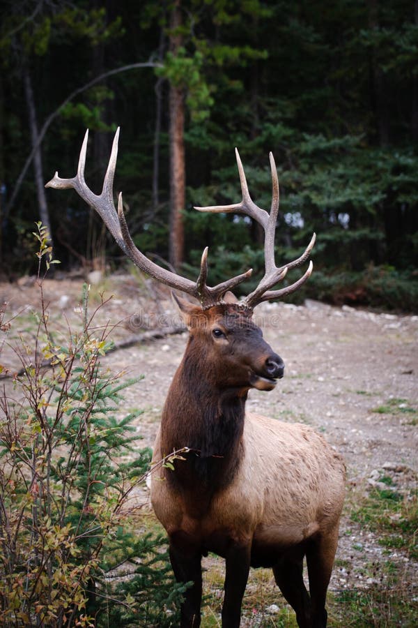 Wild Elk stock image. Image of moose, large, outdoors - 28054083