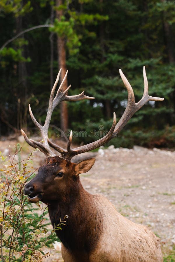 Wild Elk stock photo. Image of deer, mammal, outdoors - 28458544