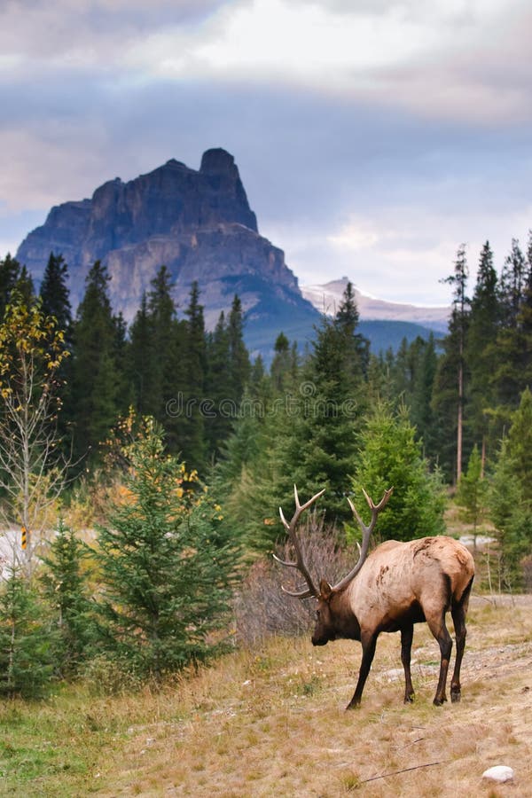 Wild Elk stock image. Image of large, outdoor, mountains - 29044889