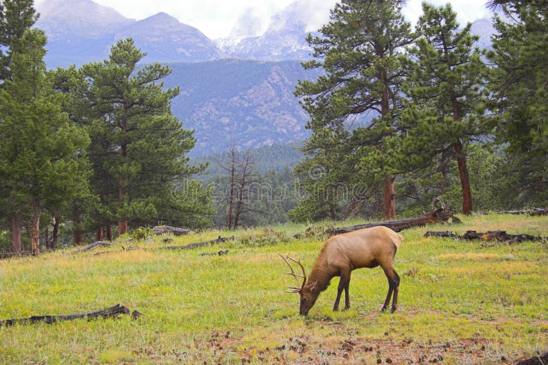 Wild Elk stock photo. Image of mammal, natural, pine, animal - 3497532