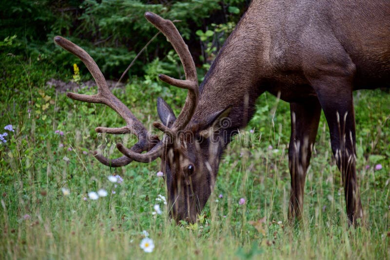 Wild Elk Canada stockfoto. Bild von kanada, nave, geweihe - 163005252
