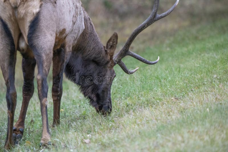 Wild Elk Close stock photo. Image of game, horn, range - 269773502