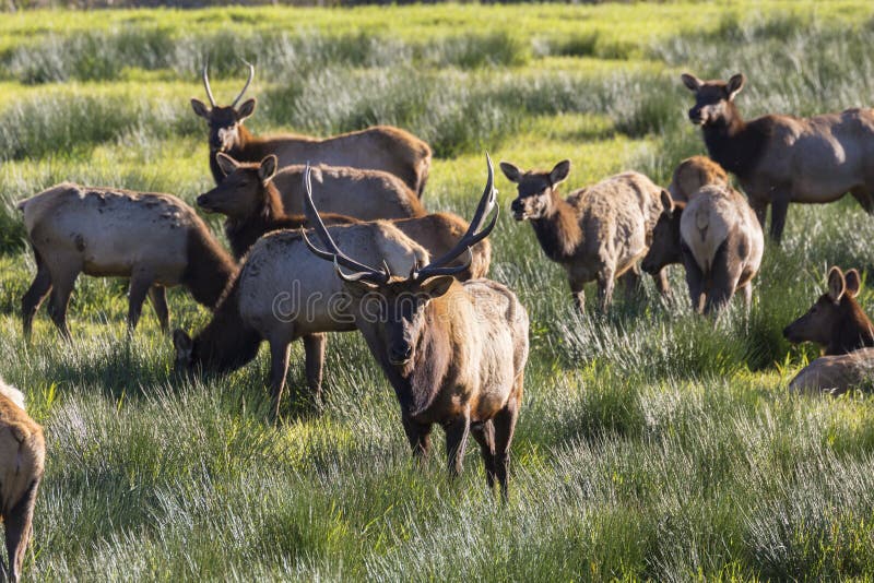 Wild Elk Grazing in a Field in Oregon Stock Image - Image of forest ...