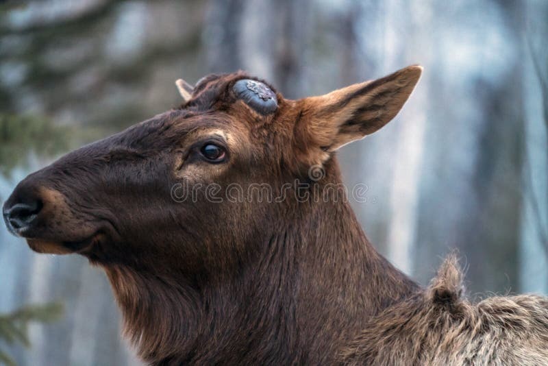 Wild Elk Saskatchewan stock photo. Image of scenic, grass - 215016002