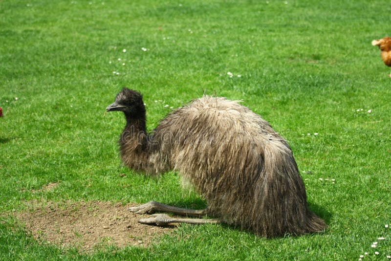 Birds Emo Stock Photos - Free & Royalty-Free Stock Photos from Dreamstime