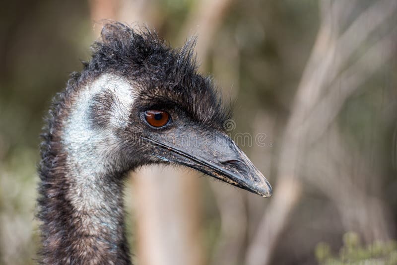 Wild emu close up portrait stock image. Image of wildlife - 60089669