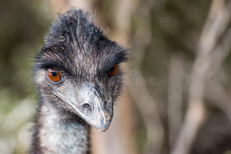 Wild emu close up portrait stock photo. Image of close - 60089680