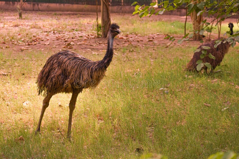 Wild emu in Delhi zoo stock image. Image of farm, feathers - 182868039