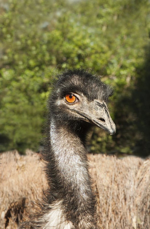 Wild Emu stock photo. Image of background, paddock, head - 27413718