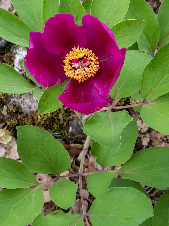 Wild and Endemic Rose Species of Nature; Bear Rose Stock Image - Image ...