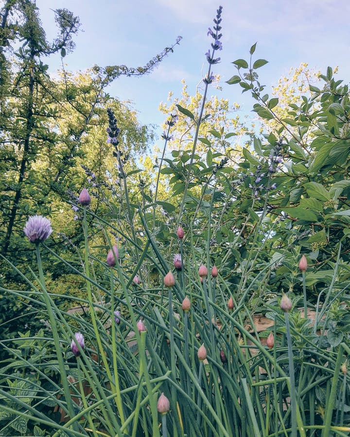 Wild English herb garden stock photo. Image of herb - 185506852
