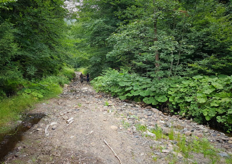 Wild environment stock image. Image of forest, scenery - 57663559