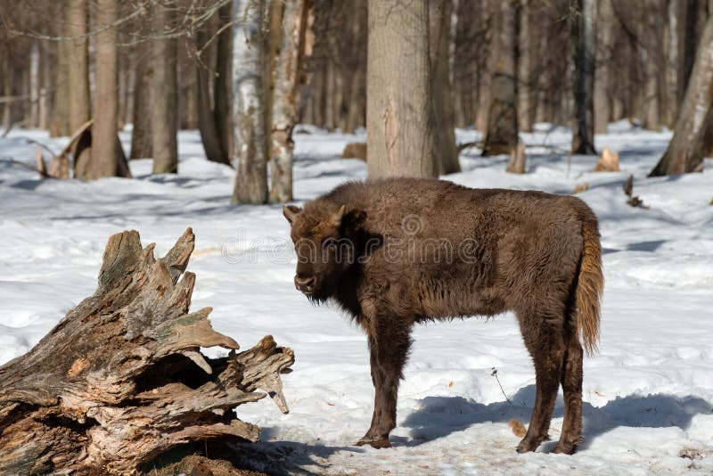 Little Bison Calf in Winter Stock Image - Image of calf, hair: 151995097