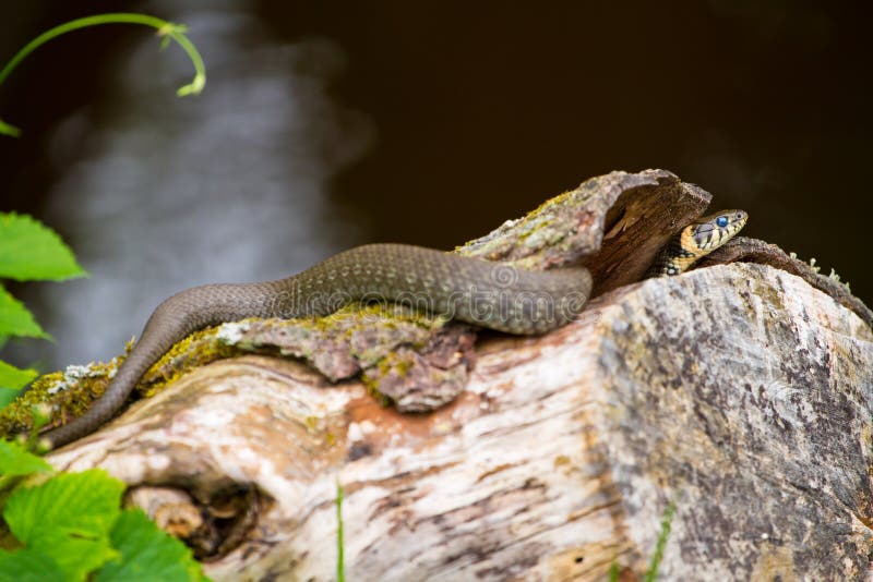 Wild european adder stock image. Image of rattlesnake - 25653565