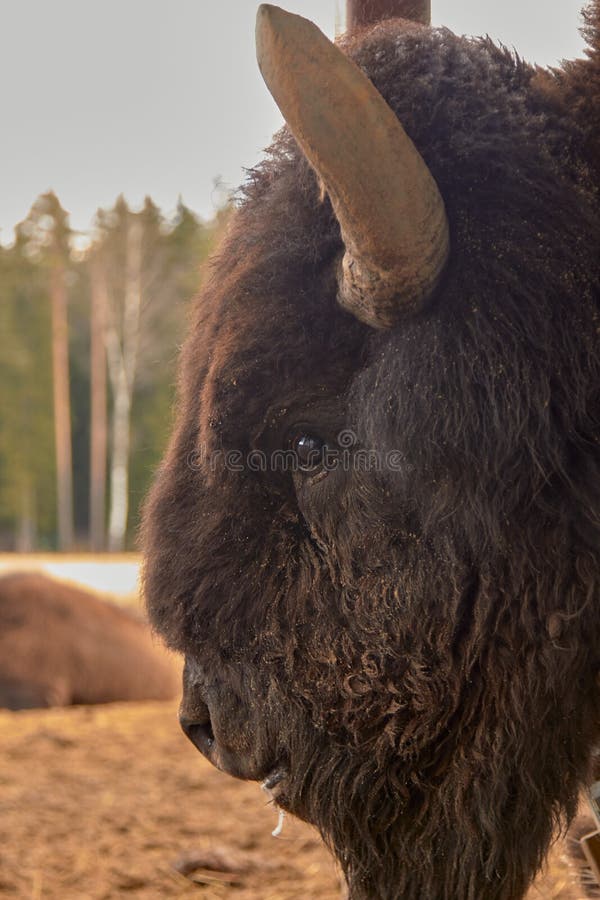 Wild European Bison in the Forest, Russia Stock Image - Image of horned ...