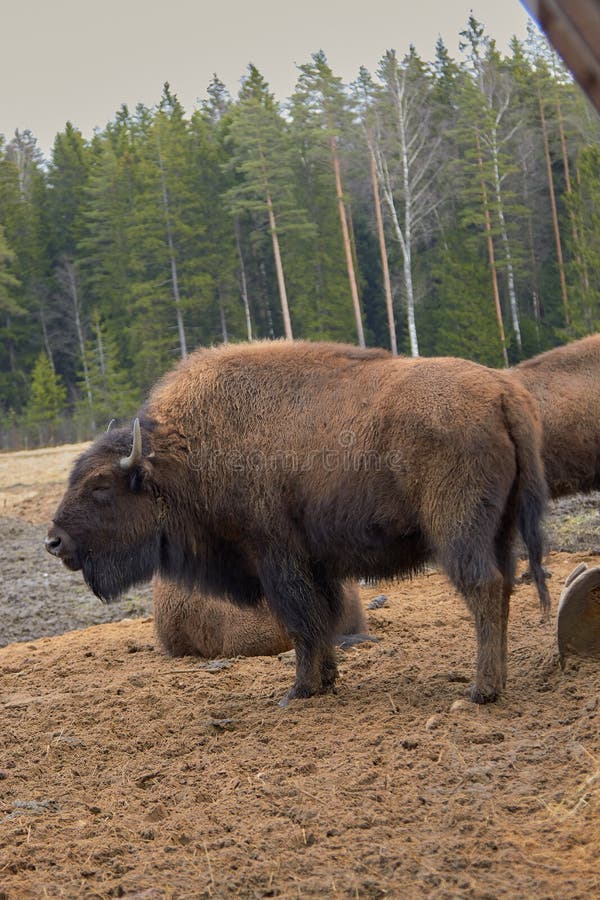 Wild European Bison in the Forest, Russia Stock Image - Image of ...