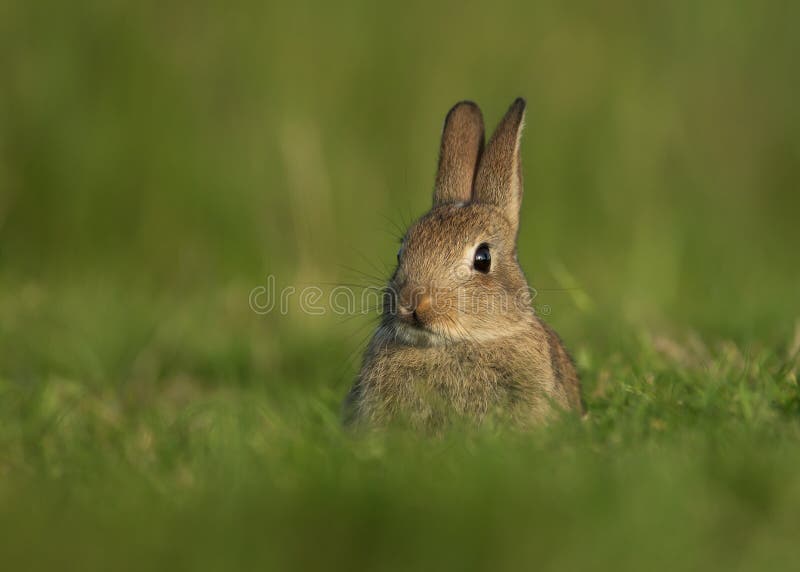 European Rabbit, Common Rabbit, Oryctolagus Cuniculus Sitting on a ...