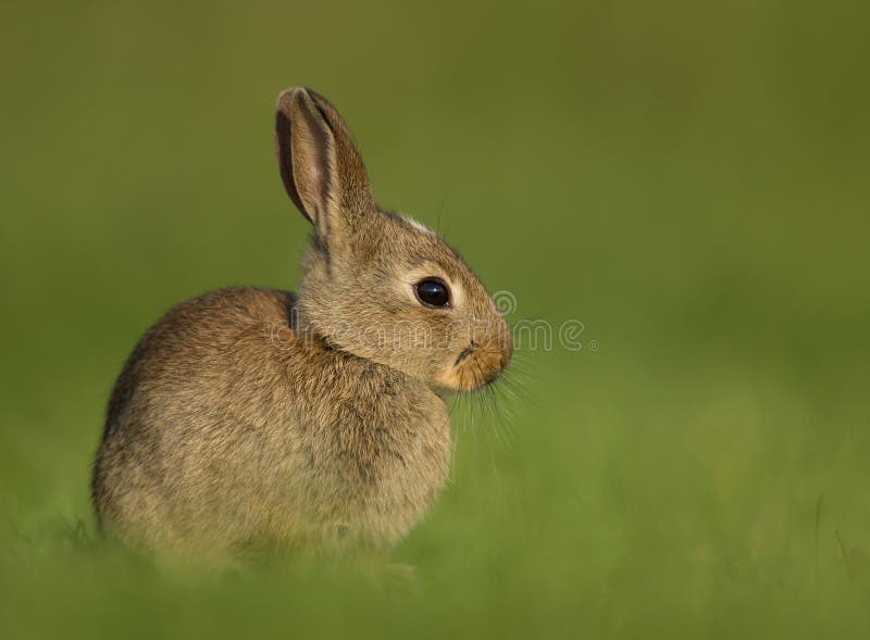 European rabbit stock photo. Image of wildlife, yellow - 101894148