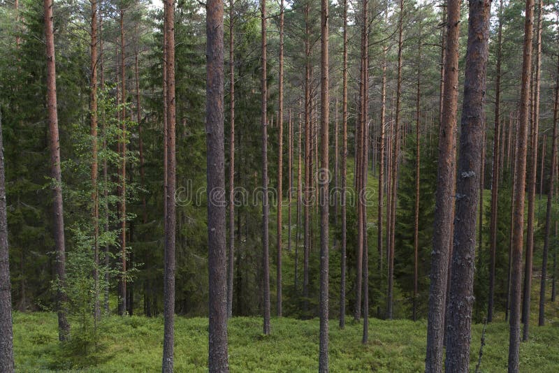 Wild evergreen forest stock image. Image of leaf, freshness - 69633181