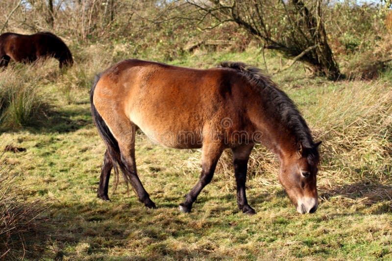 Wild Exmoor Pony in the Netherlands Stock Photo - Image of heather ...