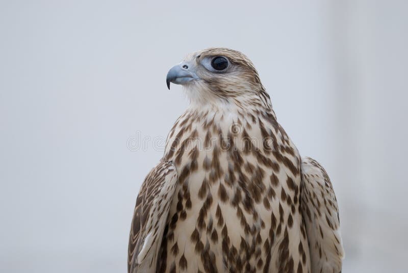 Wild Falcon Closeup in Nature, Portrait Stock Image - Image of beak ...