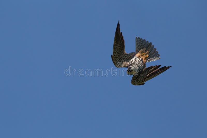 Wild Falcon Against Blue Sky Stock Photo - Image of falcon, hunting ...