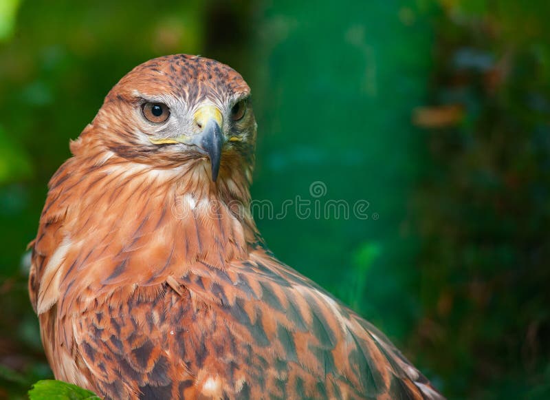 Wild Falcon Closeup in Nature, Portrait Stock Photo - Image of shot ...