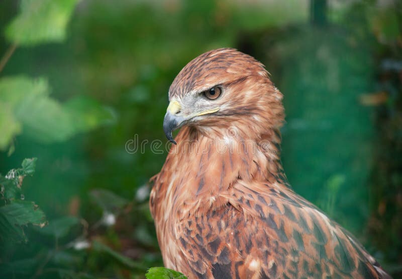 Wild Falcon Closeup in Nature, Portrait Stock Image - Image of beak ...