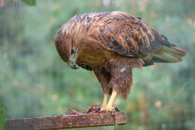 Wild Falcon Closeup in Nature, Portrait Stock Photo - Image of bird ...