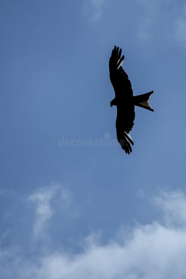 Wild falcon on the sky stock photo. Image of clouds, raptor - 96621314
