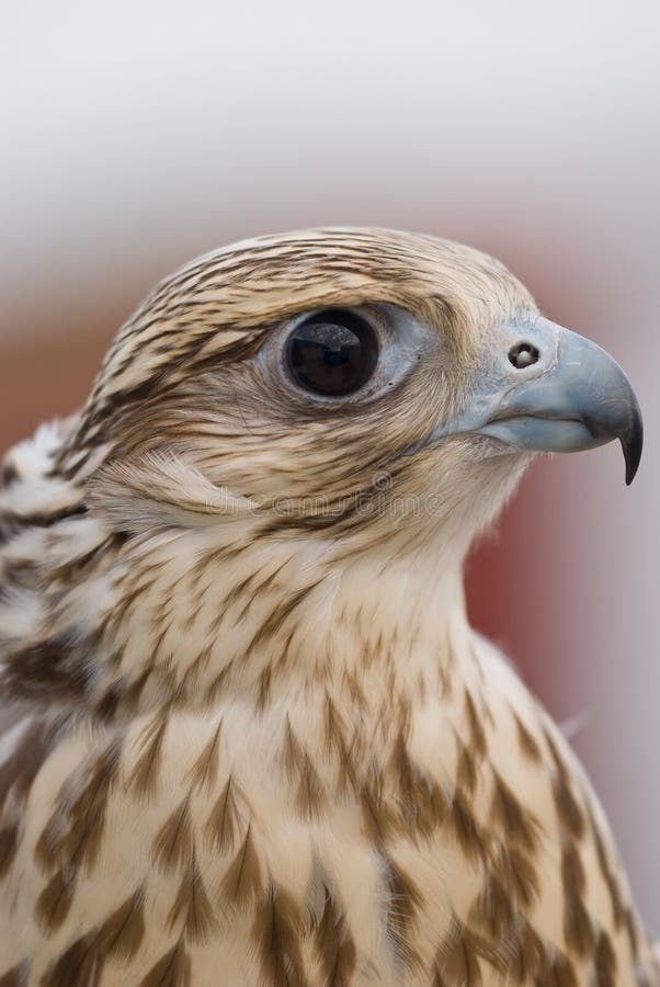 Falk i det wild fotografering för bildbyråer. Bild av landning - 29963173