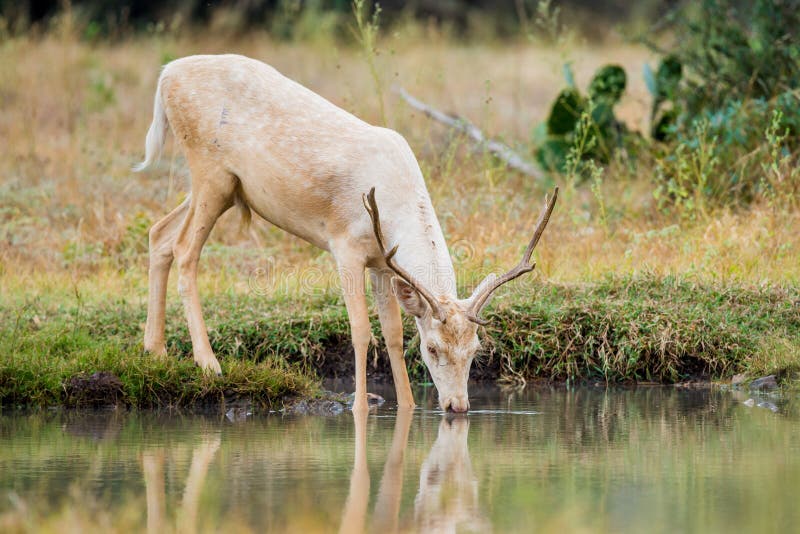 Wild Fallow Deer Buck stock photo. Image of beautiful - 60393078