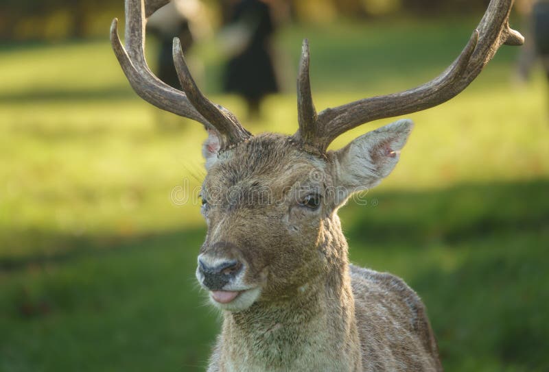 Wild Fallow Deer, Dama Dama, in Phoenix Park, Dublin. Stock Image ...