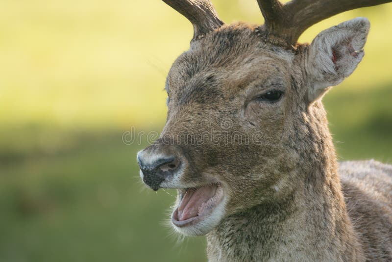 Wild Fallow Deer, Dama Dama, in Phoenix Park, Dublin. Stock Photo ...
