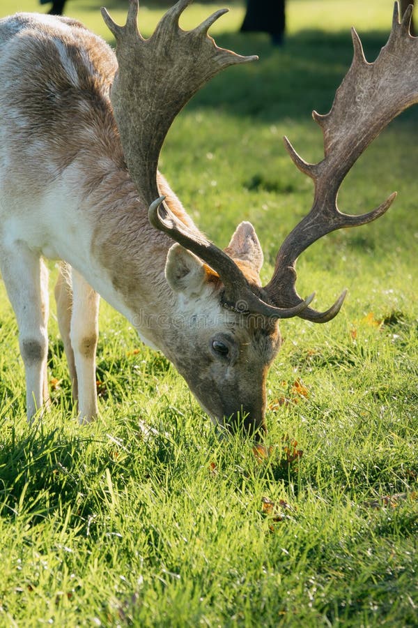Wild Fallow Deer, Dama Dama, in Phoenix Park, Dublin. Stock Photo ...