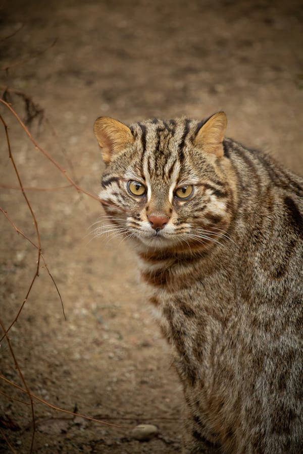 Wild Far Eastern Forest Cat Stock Photo - Image of eastern, wild: 312673664
