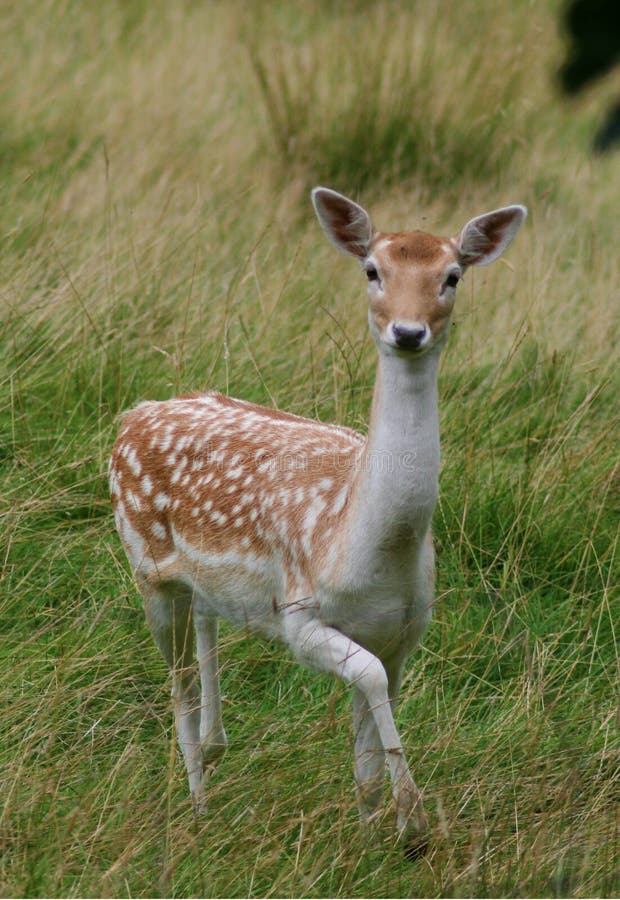 Wild fawn deer stock photo. Image of grass, wild, spotty - 34760022