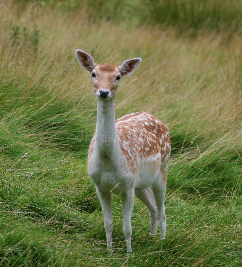 Wild fawn deer stock image. Image of kids, trotting, fawn - 34760097