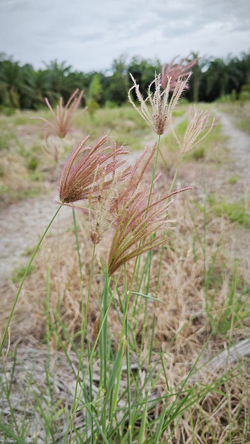 Wild Feather Finger Grass Growing Along the Countryside Rural Pathway ...