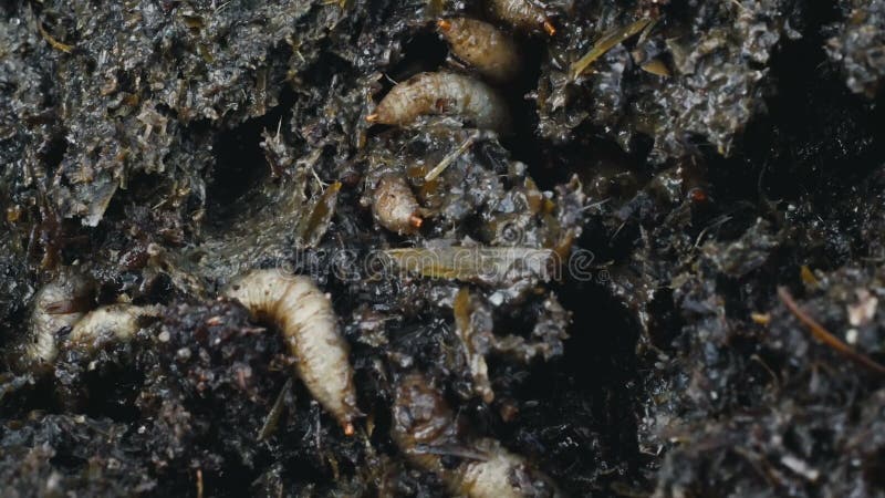 Close Up of Maggots in Manure or Fertilizer, Larvas Crawl in Feces or ...
