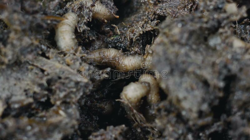 Macro of Maggots in Manure or Fertilizer, Larvas Crawl in Feces or ...