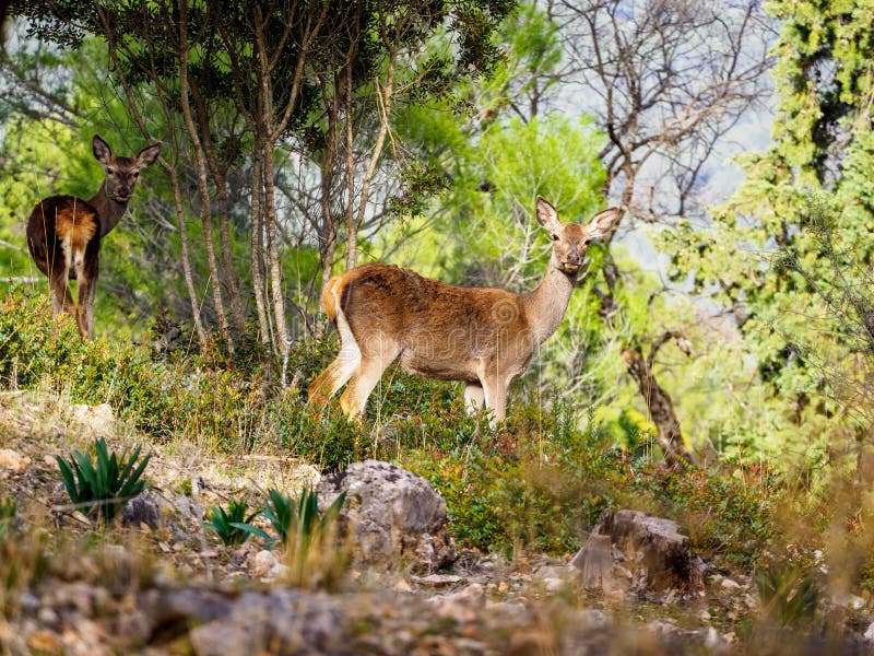 Wild Female Deer in Cazorla Mountain Range, Andalusia, Spain Stock ...
