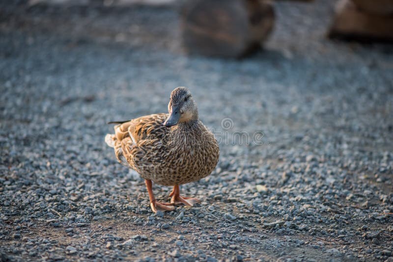 Wild Duck - Front Side Close Up Stock Image - Image of text, standing ...