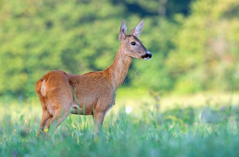 Wild Female Roe Deer in a Field Stock Image - Image of western, meadow ...