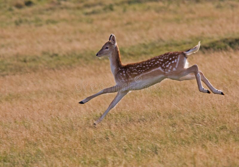 Wild female running Deer stock image. Image of young - 23173361