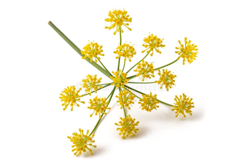 Wild fennel flowers stock image. Image of blossom, aromatic - 33257453