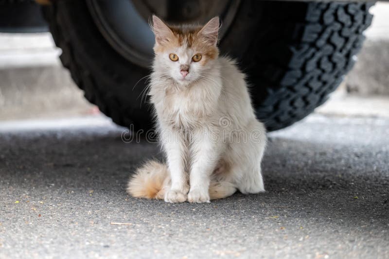Wild Feral Cat Under a Car stock photo. Image of outdoors - 300868240