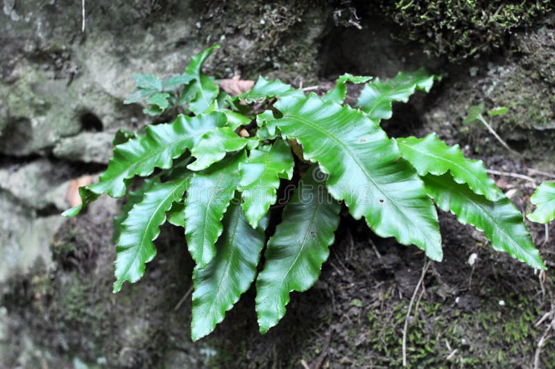 In the Wild, Fern Asplenium Scolopendrium Grows Stock Image - Image of ...